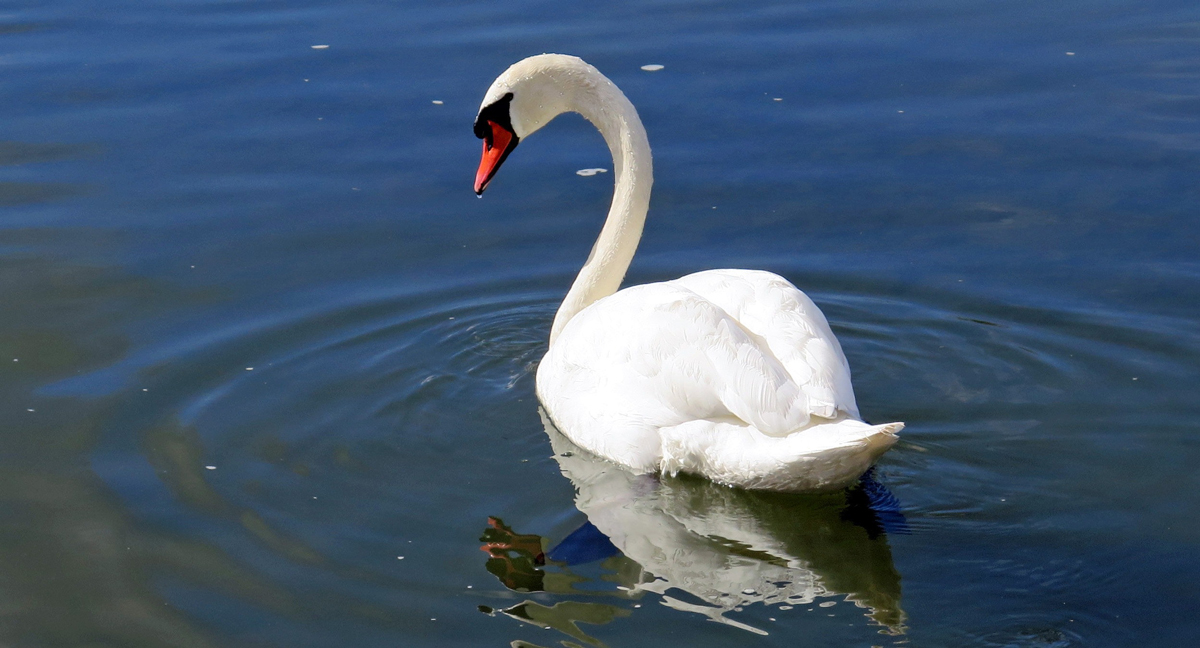 Comment se nomme le bébé cygne